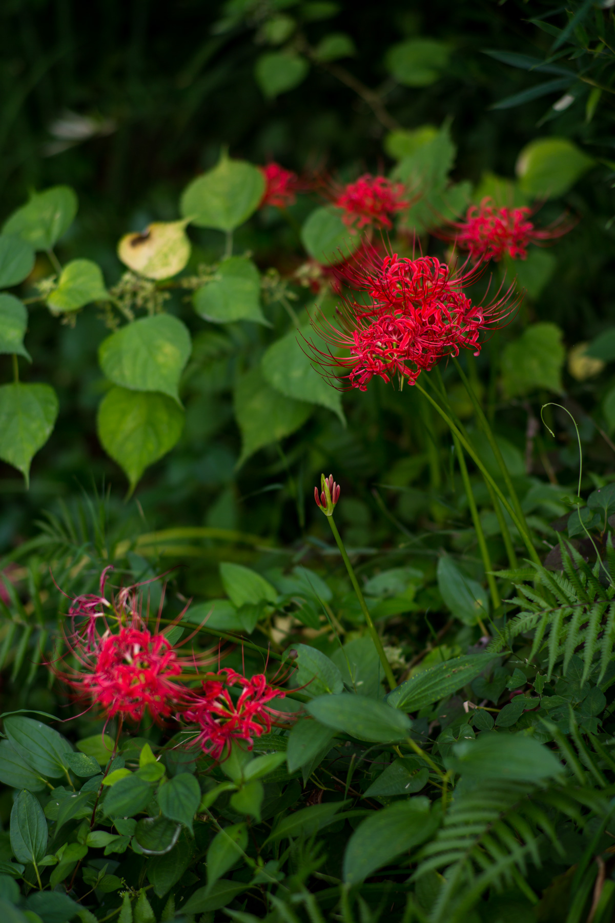 lycoris | b's mono-log