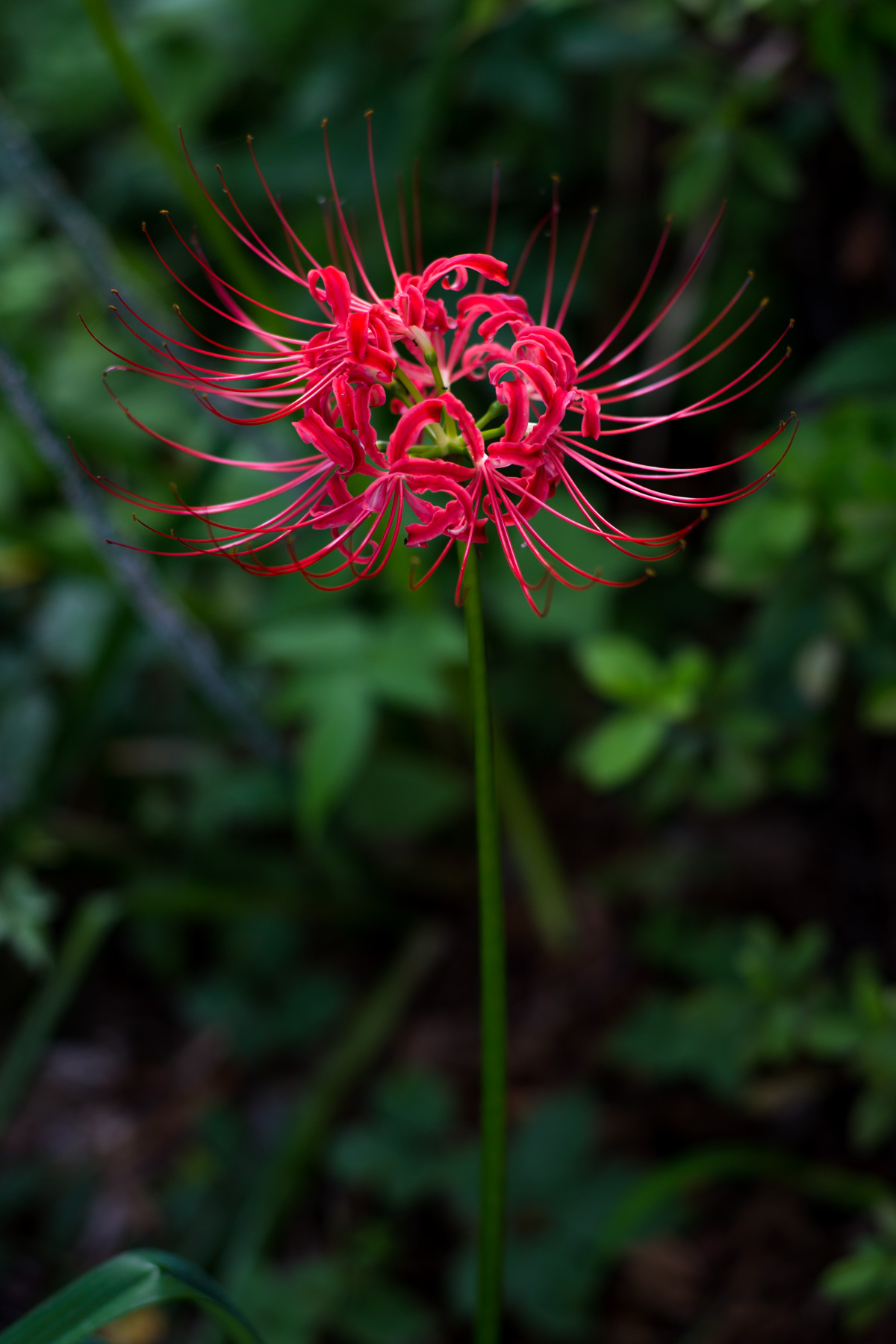 lycoris | b's mono-log