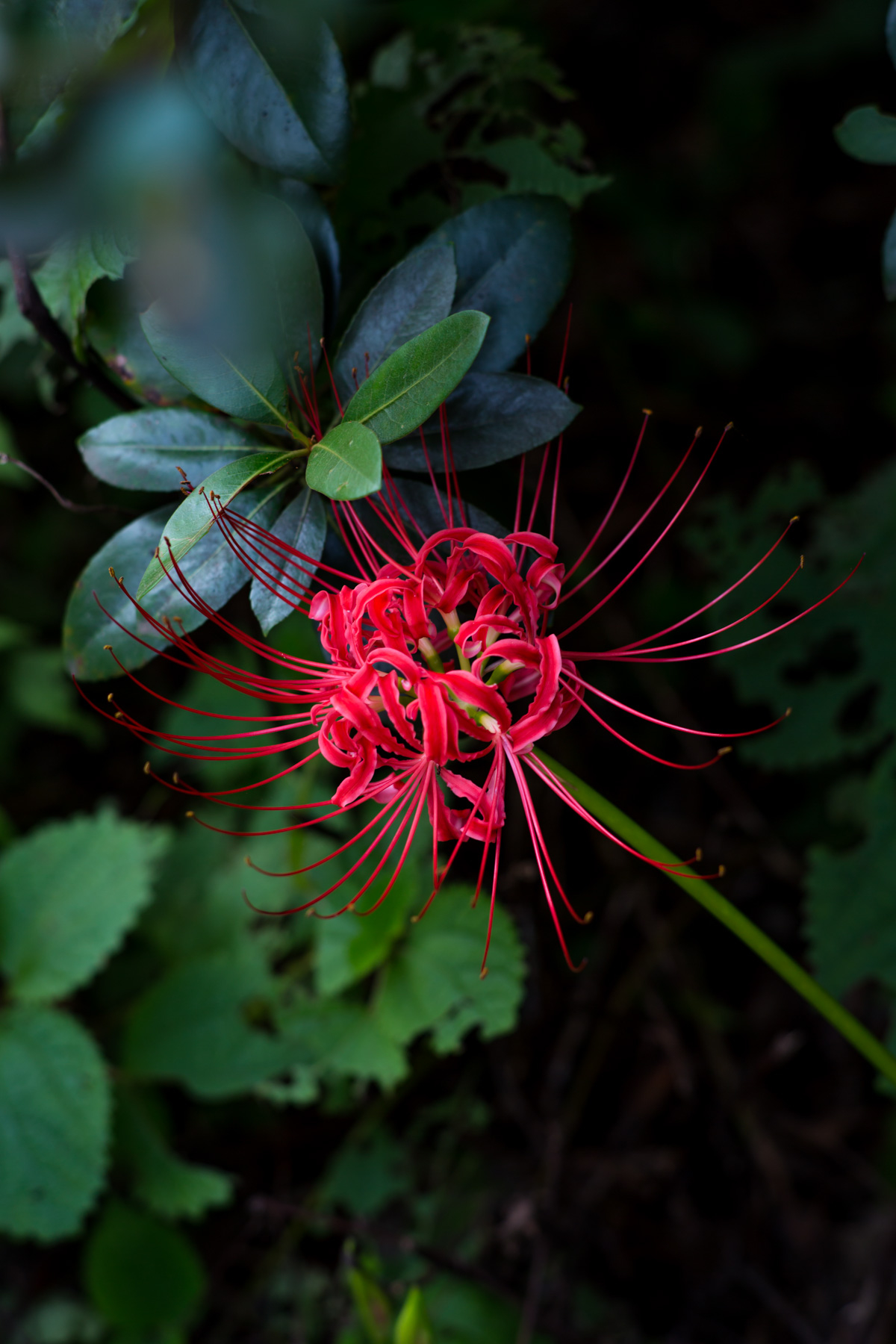 lycoris | b's mono-log